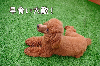 「Konoko ゆっくり食べれる食器」にピンクが新入荷！ – Charm Blog